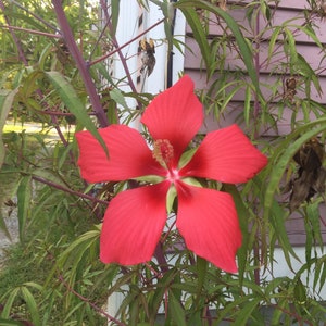 40 Red Texas Star Hibiscus Seeds - 2025 Crop - Etsy