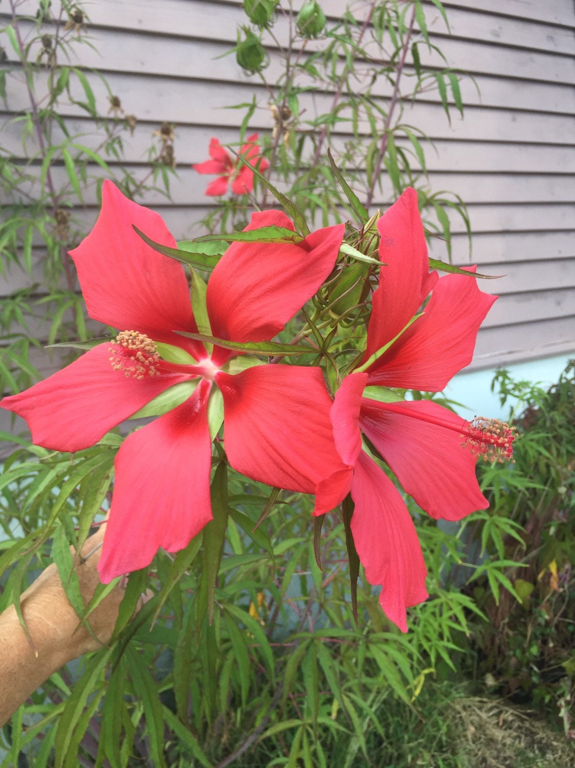 40 Red Texas Star Hibiscus Seeds - 2025 Crop - Etsy