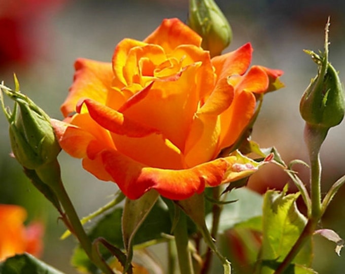 Climbing Rose "pinata" - Free Shipping - Etsy