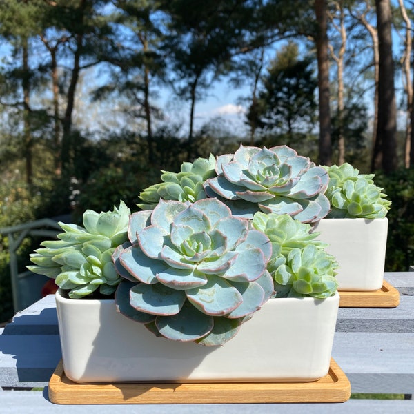 Succulent Trough - Etsy UK