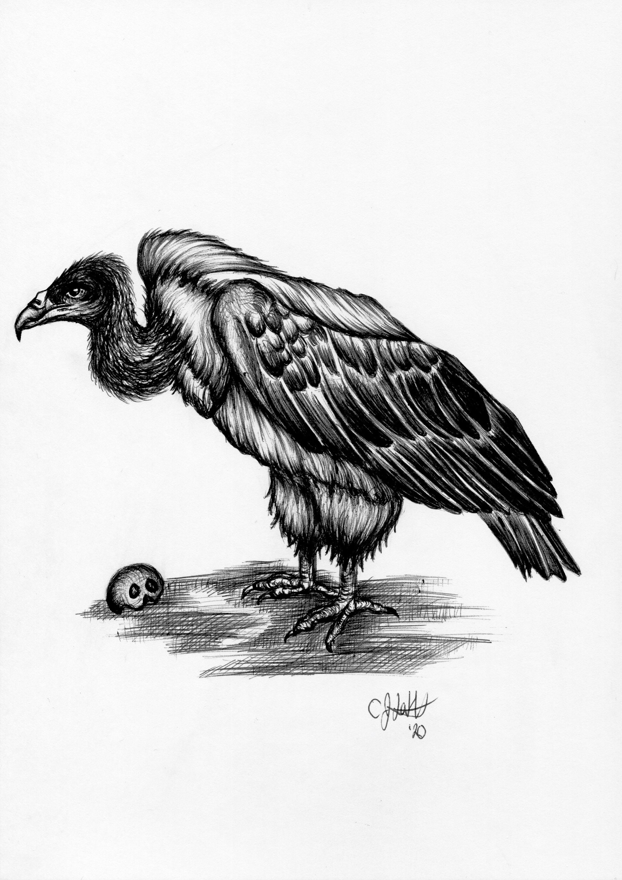 Vulture (print) - Etsy