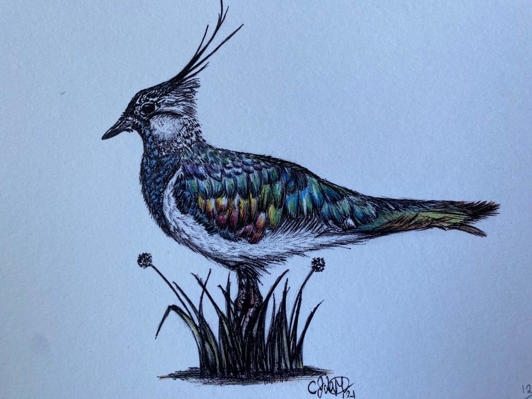 Northern Lapwing (PRINT) - Etsy