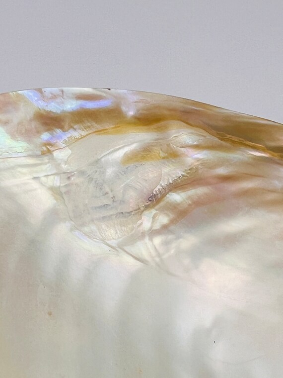 Shell Trinket Dish - Gem