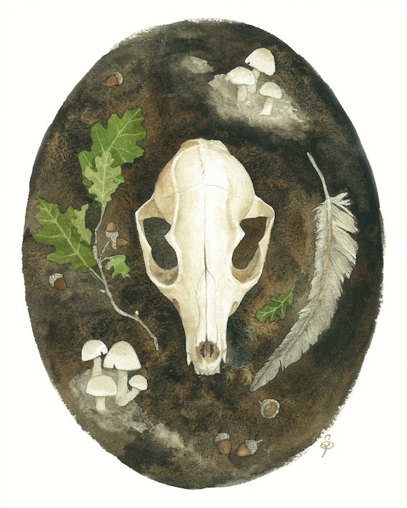 Fox Skull Drawing
