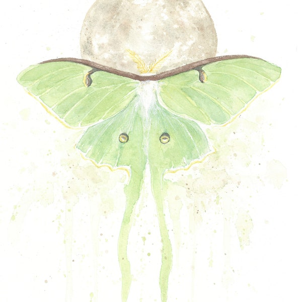 Moth Watercolor - Etsy