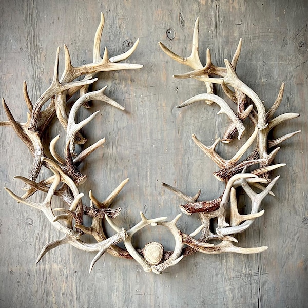 Real Antlers for Walls - Etsy