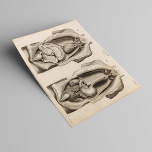 Anatomy VISCERA Human Body, Organs, and the Vascular System 1814 ...