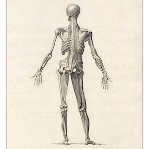 Anatomy MYOLOGY "back View" Vintage Illustration Medical Art Print - Etsy
