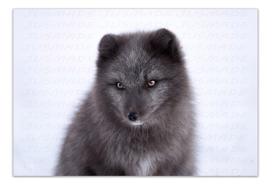 Gray ARCTIC FOX Puppy in Snow, Poster -unframed- Premium Print - Etsy