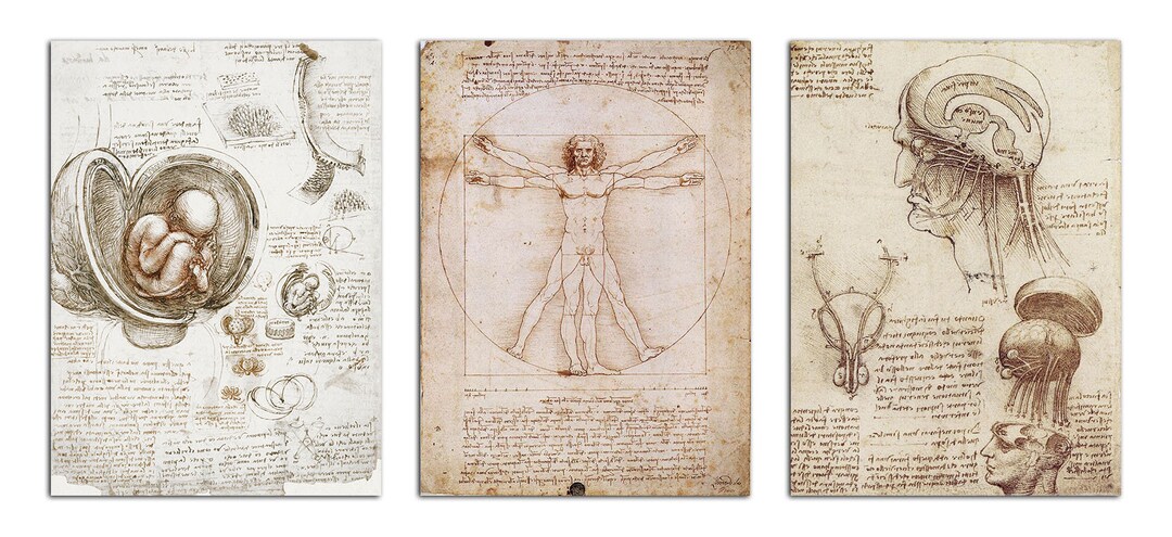 Leonardo Da Vinci's STUDY DRAWINGS Brain, Foetus, Vitruvian (set of 3 ...