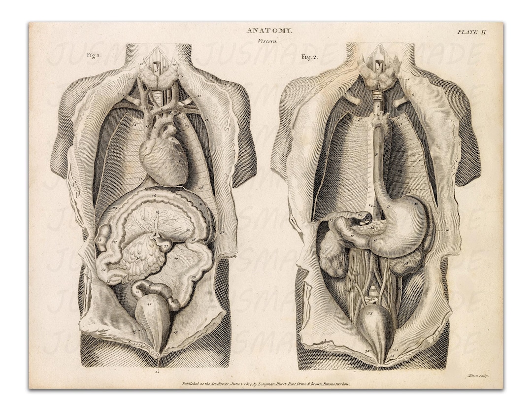 Anatomy VISCERA Human Body, Organs, and the Vascular System 1814 ...