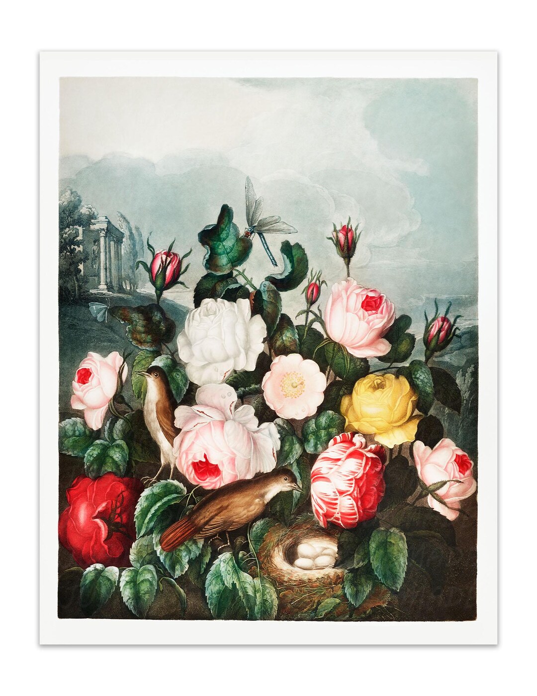 ROSES 1807 Temple of Flora Botanical Art Print Vintage Flower Wall ...
