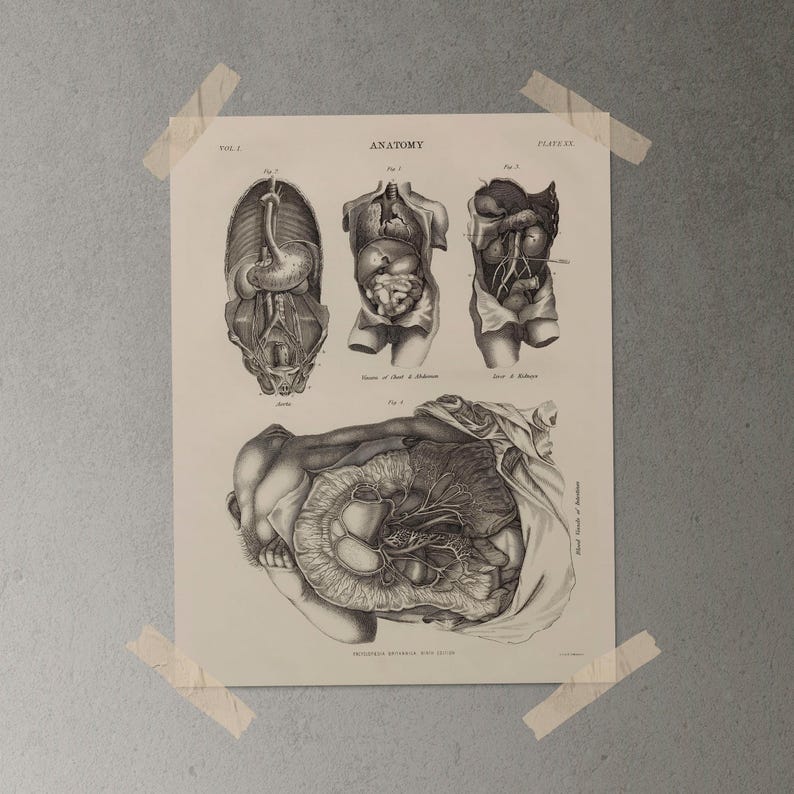 Anatomy Viscera of CHEST & ABDOMEN Vintage 1800s Illustration Medical ...