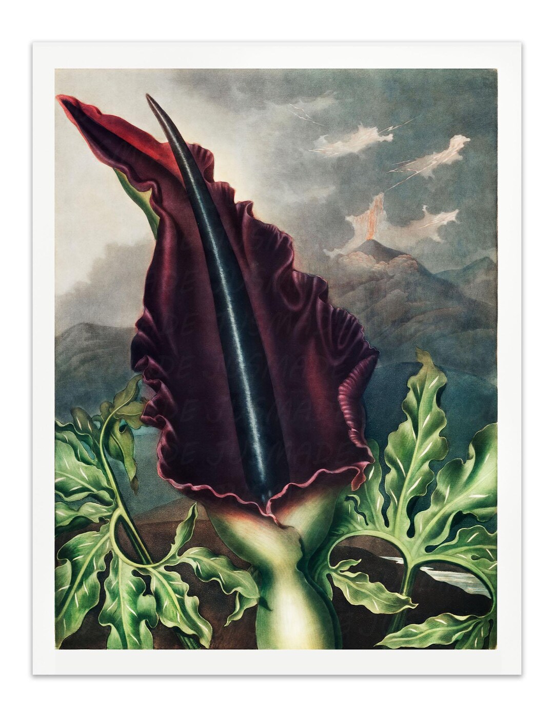 The Dragon Arum 1807 Temple of Flora Botanical Art Print - Wall Decor ...