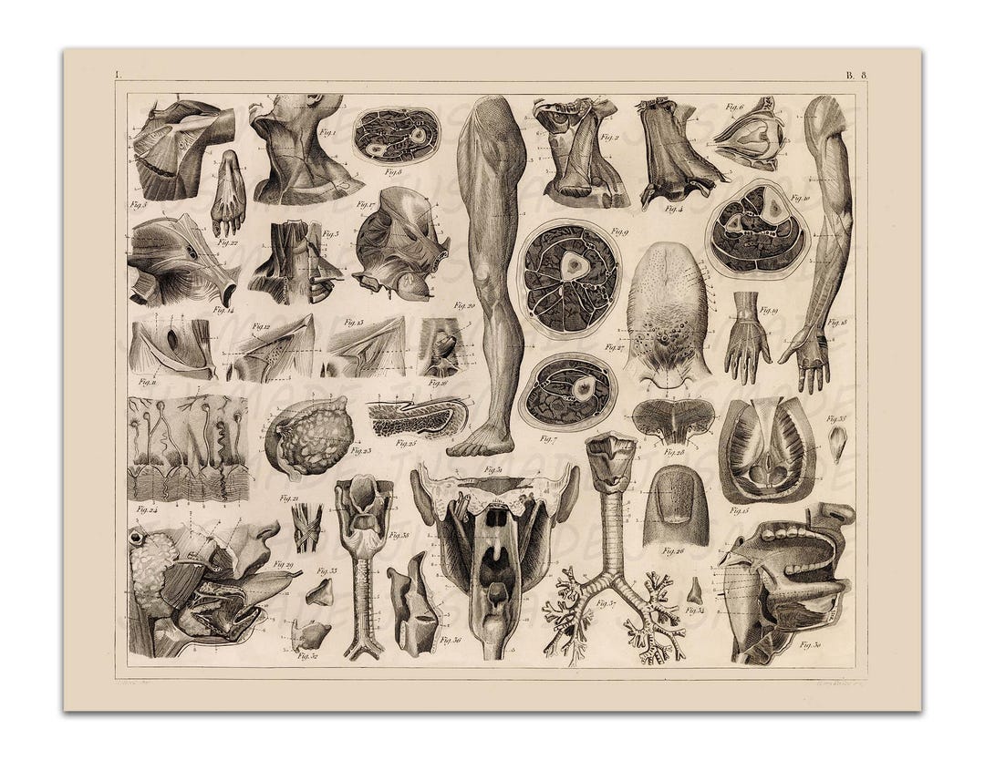Anatomy SKELETON MUSCLES - Tendons, Mouth, Throat, Vintage Illustration ...