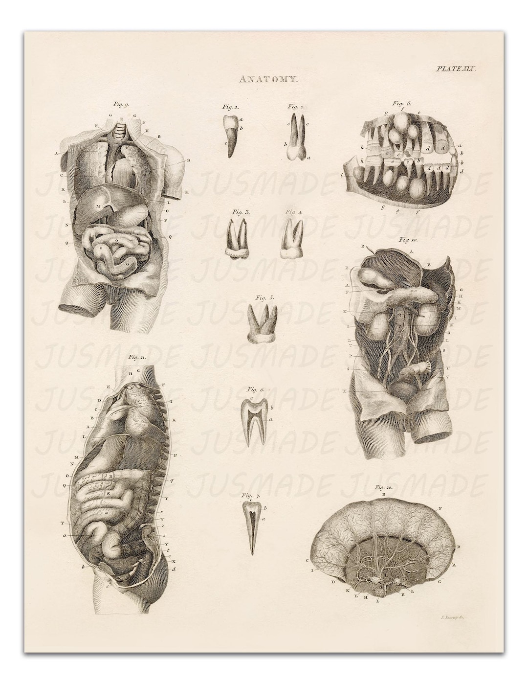 Anatomy -internal Organs Teeth Viscera Belly- Vintage 1800s ...