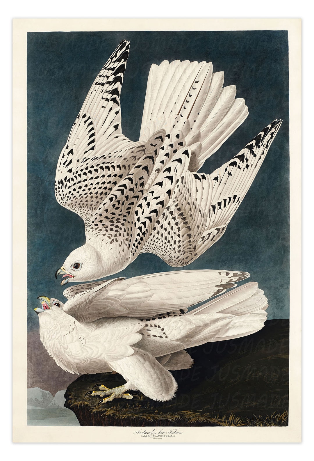 Birds of America: Iceland or Jer Falcon Vintage Illustration Art Poster ...