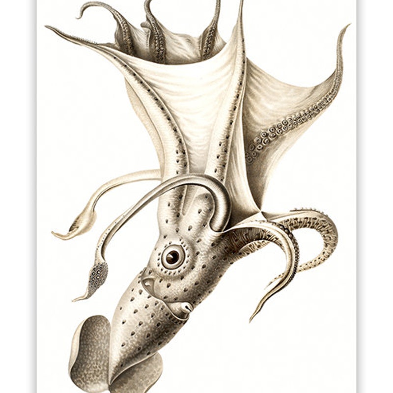 Squid Drawing - Etsy