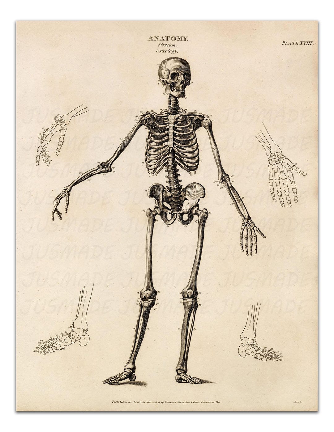 Anatomy SKELETON Osteology Vintage 1800s Illustration Medical Art Print ...