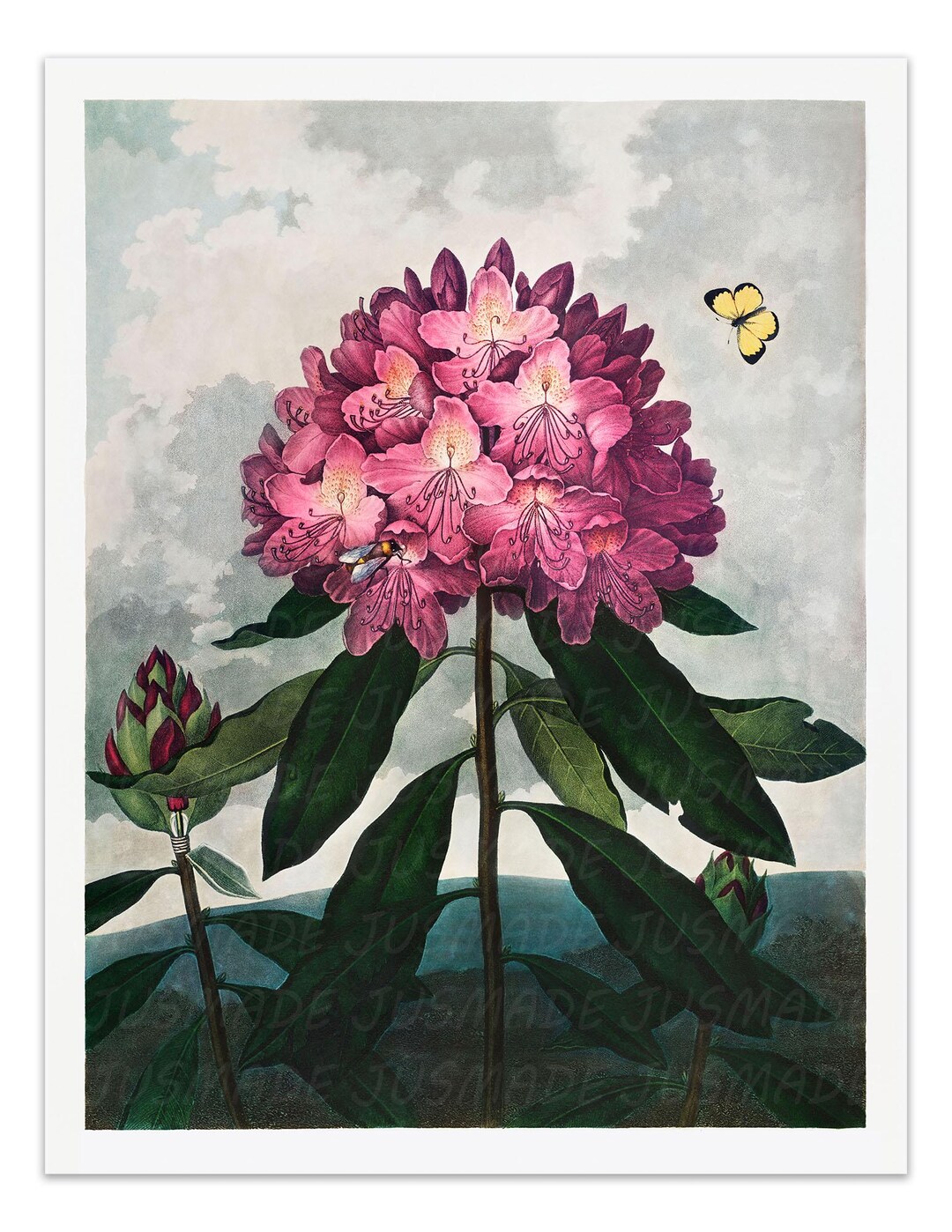 THE PONTIC RHODODENDRON 1807 Temple of Flora Botanical Print - Vintage ...
