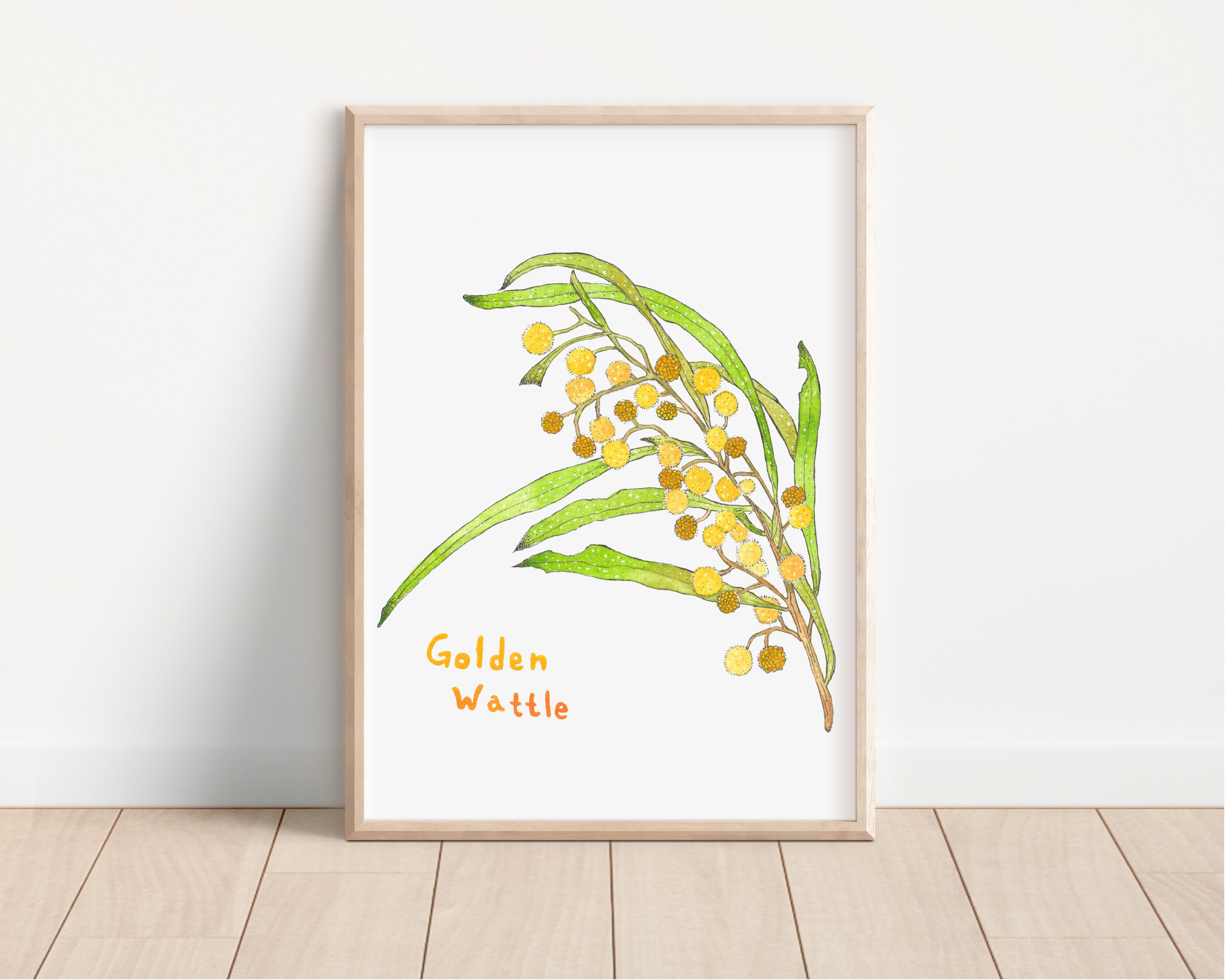Golden Wattle/ Australian Native Plant/ Wattle/ Botanical / Art Print ...