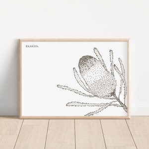 Banksia/ Banksia Prionotes / Botanical/ Plant/ Art Print/ Home Decor ...