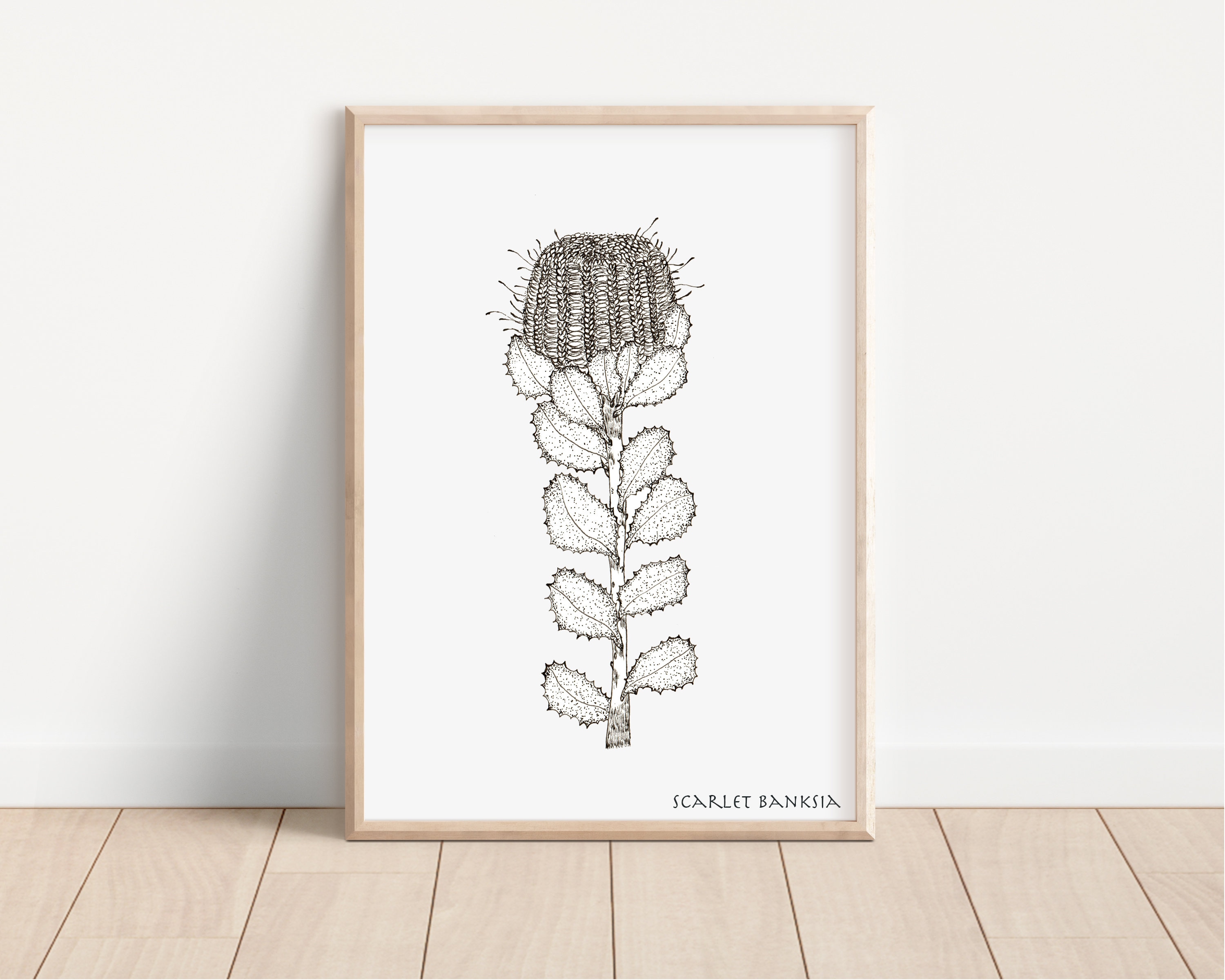 scarlet banksia/ banksia/ banksia art print/ botanical art/ plant / ink ...