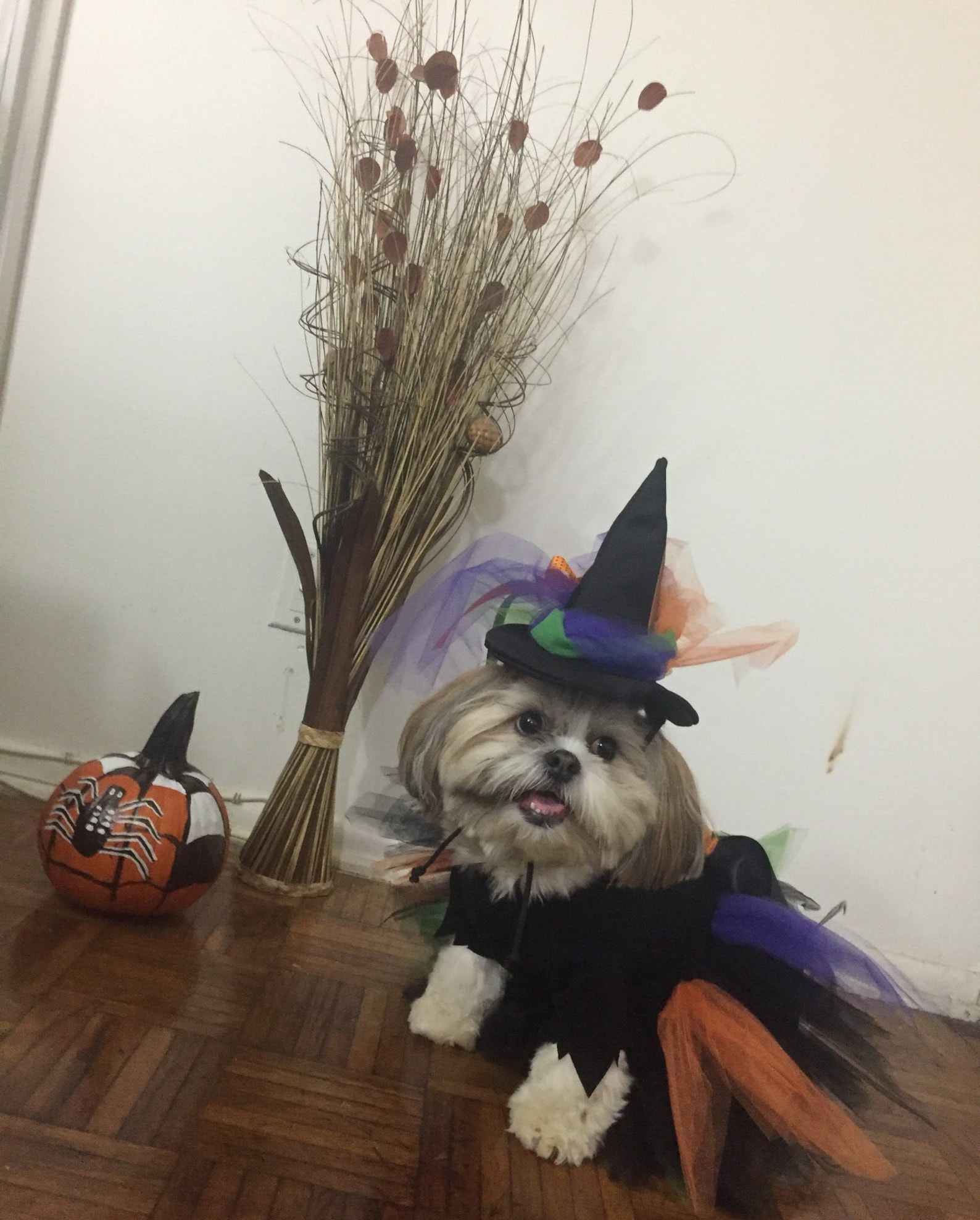 Witch Deluxe Dog Costume Dog Witch Costume Puppy Witch | Etsy