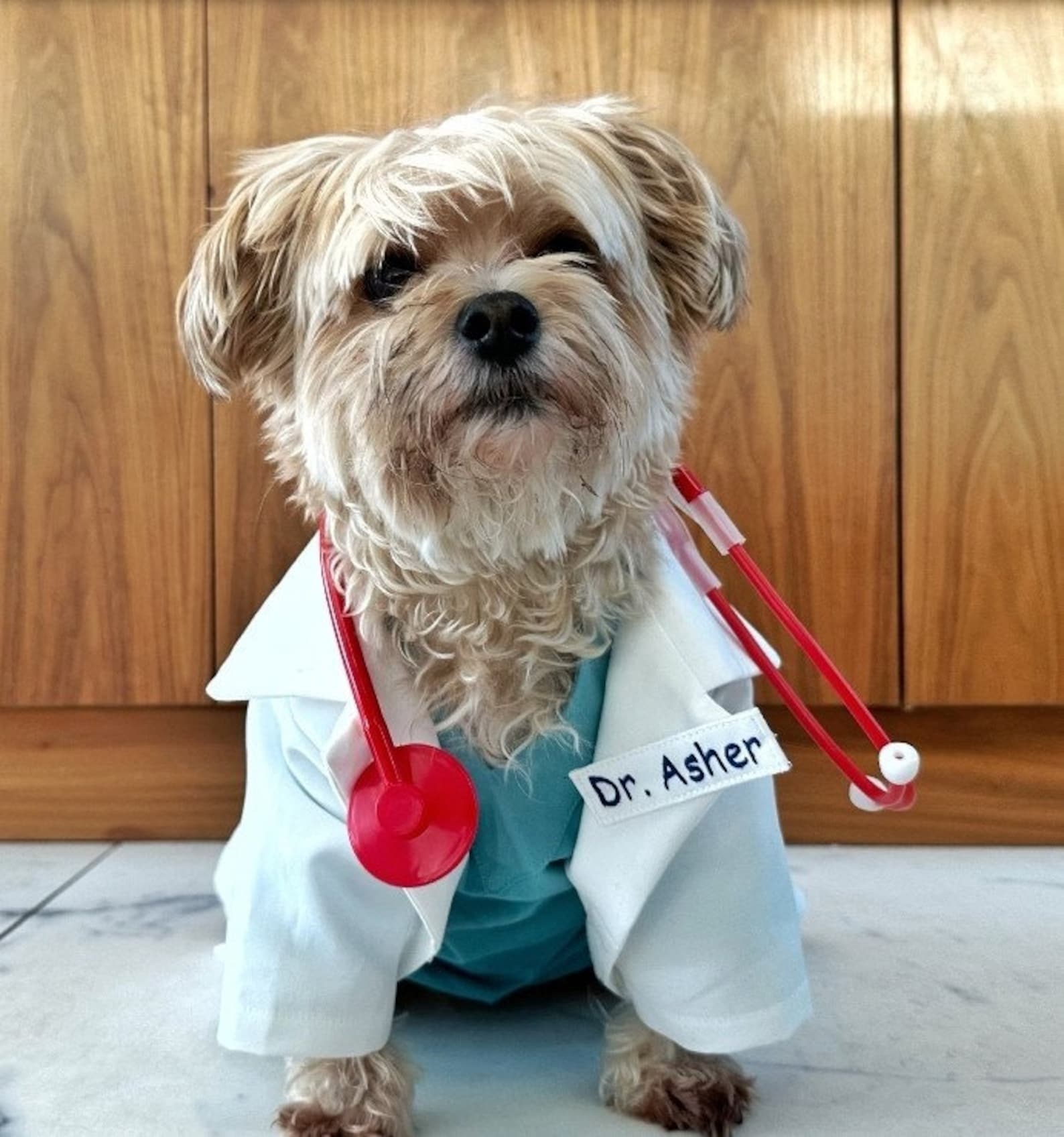 Dog Doctor Lab Coat Costume, Doctor Lab Coat Dog Costume, Pet Doctor ...
