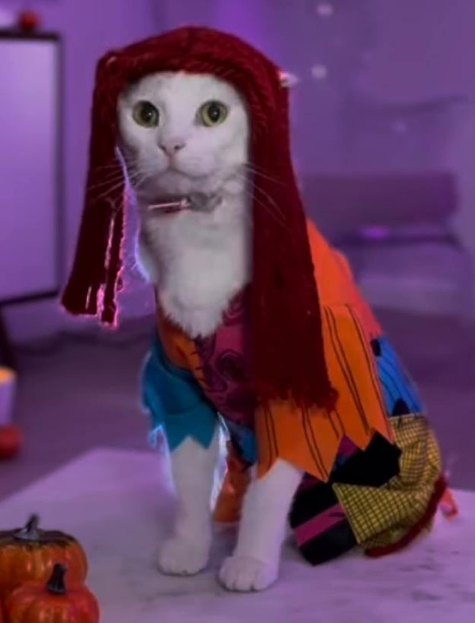 Sally Dog Costume, Pet Sally Costume, Sally Costume for Dogs N Cats ...