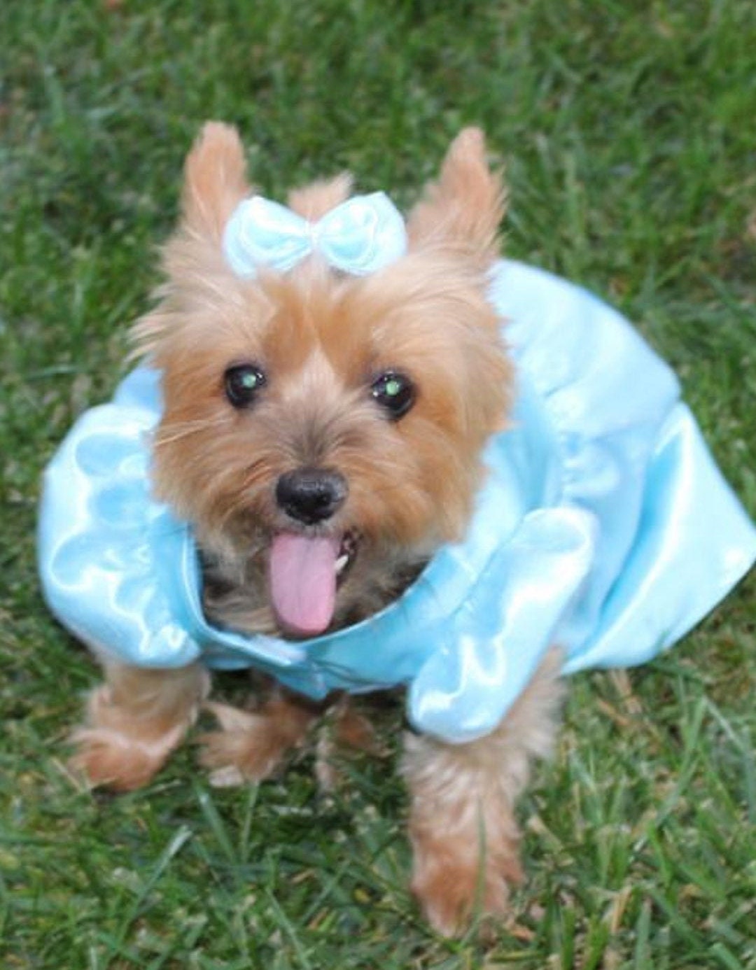 Dog Cinderella Costume Cinderella Dog Halloween Costume Pet | Etsy
