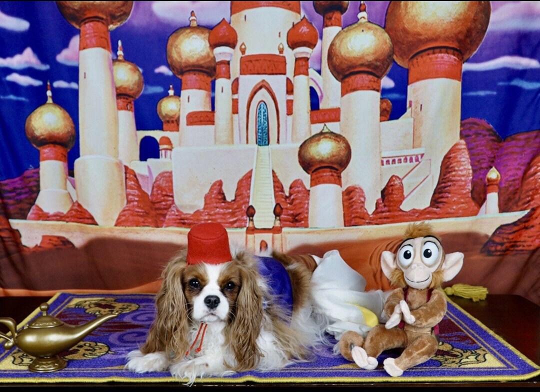 Aladdin Street Rat Dog Costume Dog Aladdin Street Rat | Etsy