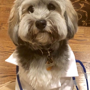 Dog Doctor Lab Coat Costume, Doctor Lab Coat Dog Costume, Pet Doctor ...
