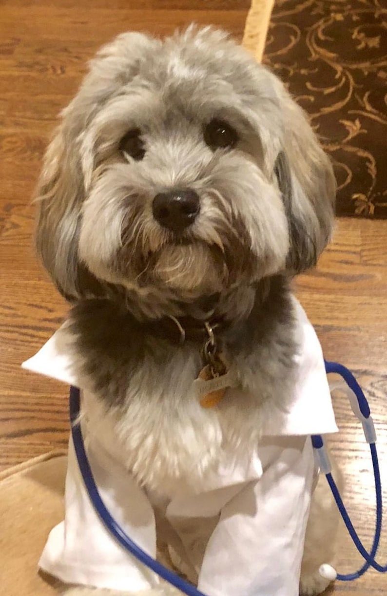 Dog Doctor Lab Coat Costume Doctor Lab Coat Dog Costume Pet - Etsy