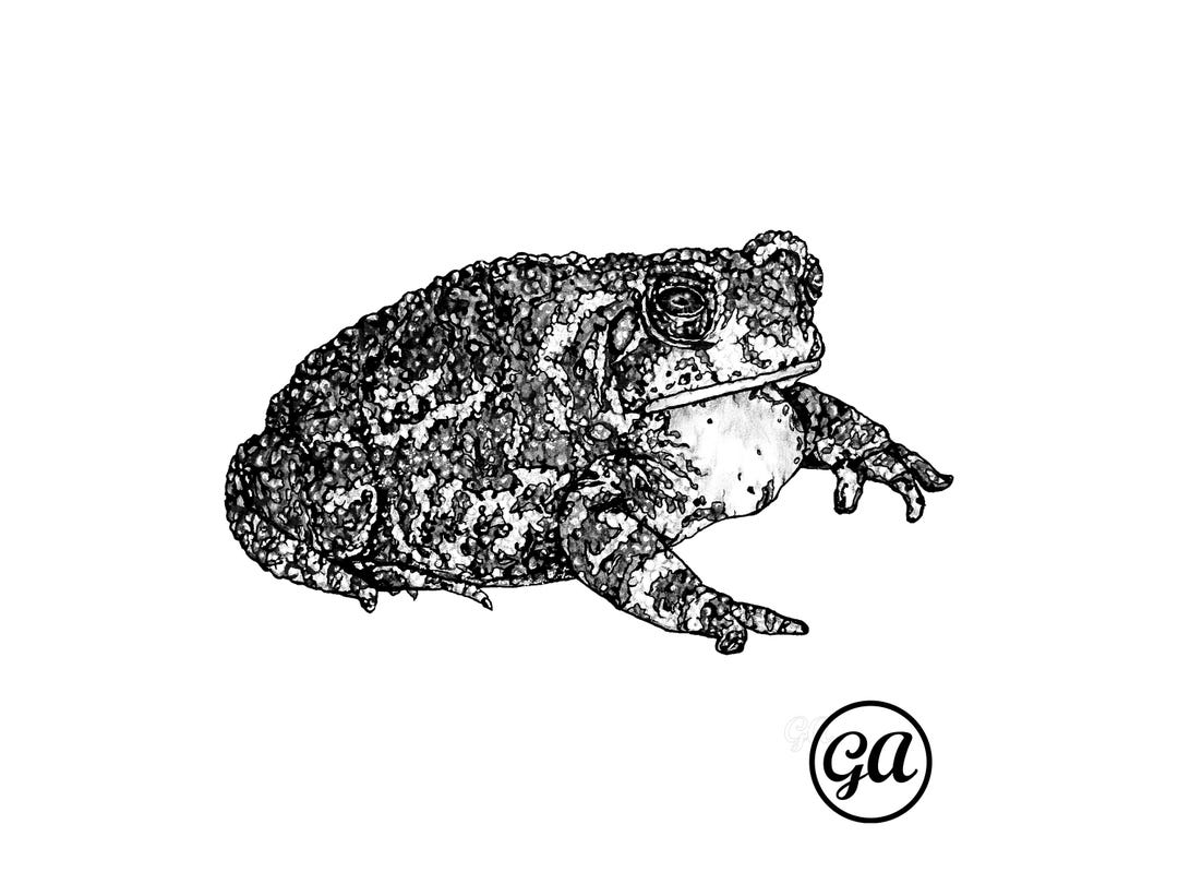 Sticker- the Toad- Whimsical Laptop Decor, Nature Lover Gifts, Toad Art ...