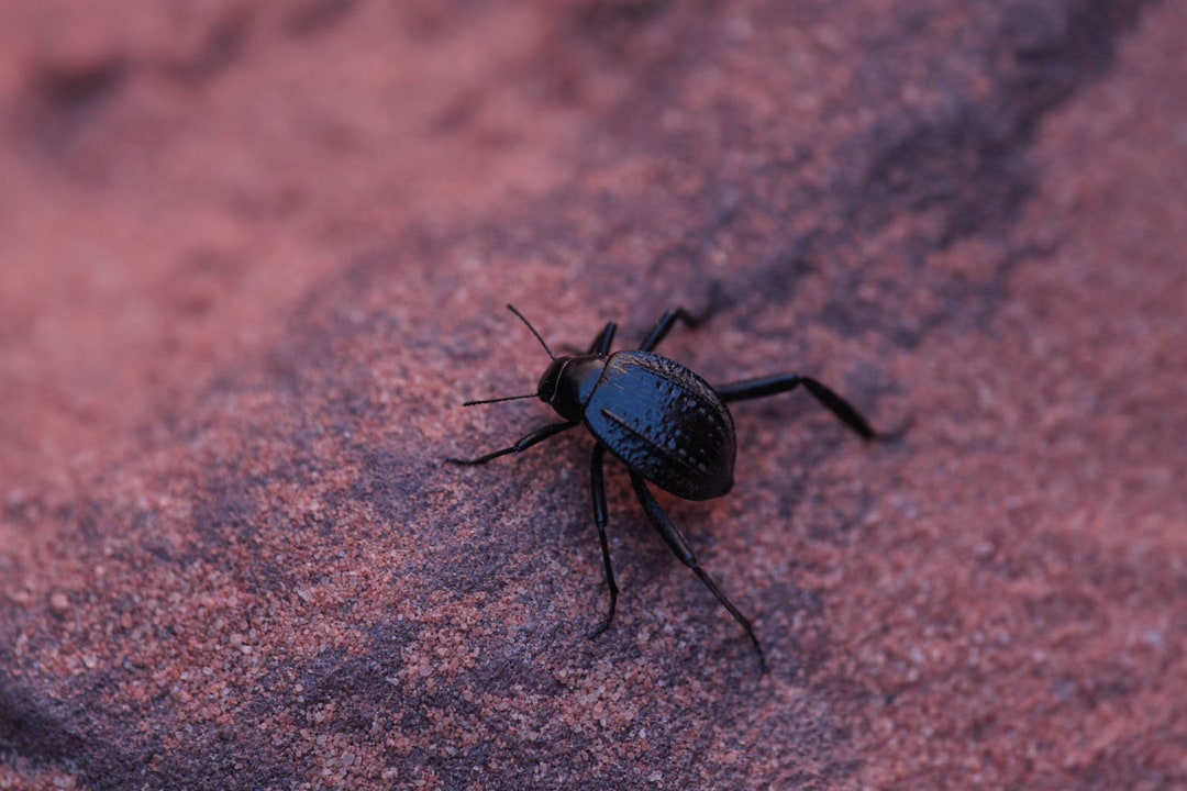 Darkling Beetle - Wadi Rum Protected Area, Jordan (photo Print, Wall ...