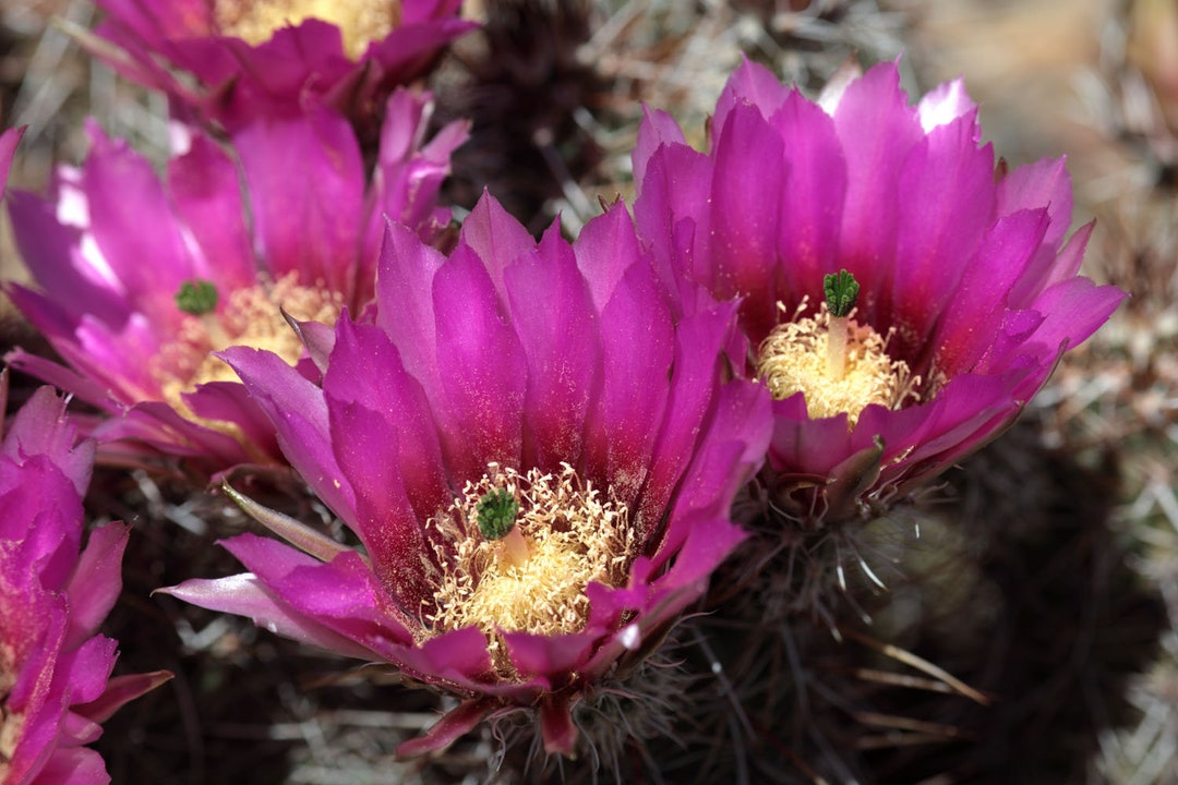 Pink Hedgehog Cactus Flowers - Saguaro National Park, Arizona (photo ...