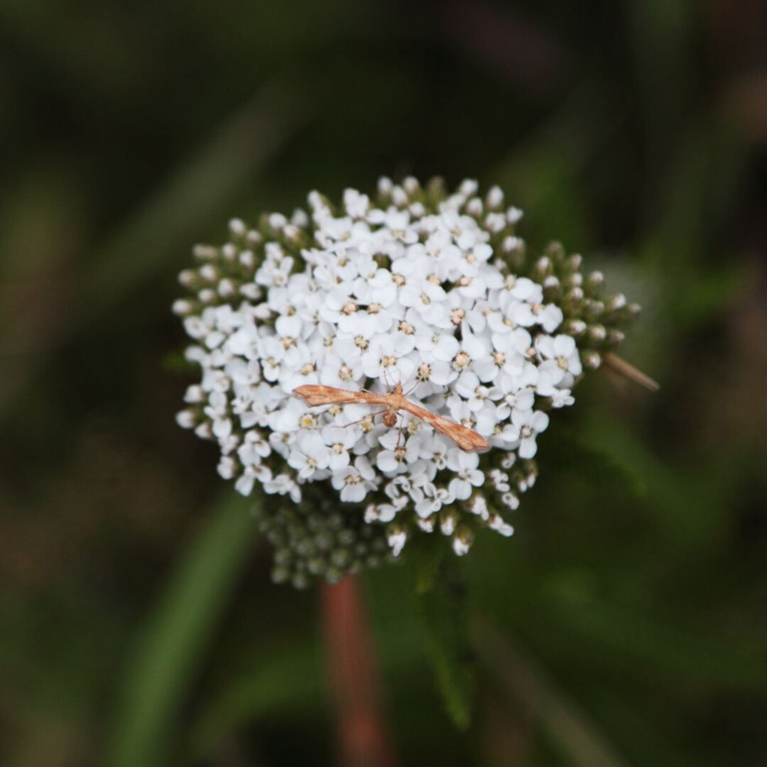 Plume Moth on Yarrow Flowers- Redwood National Park, California (photo ...