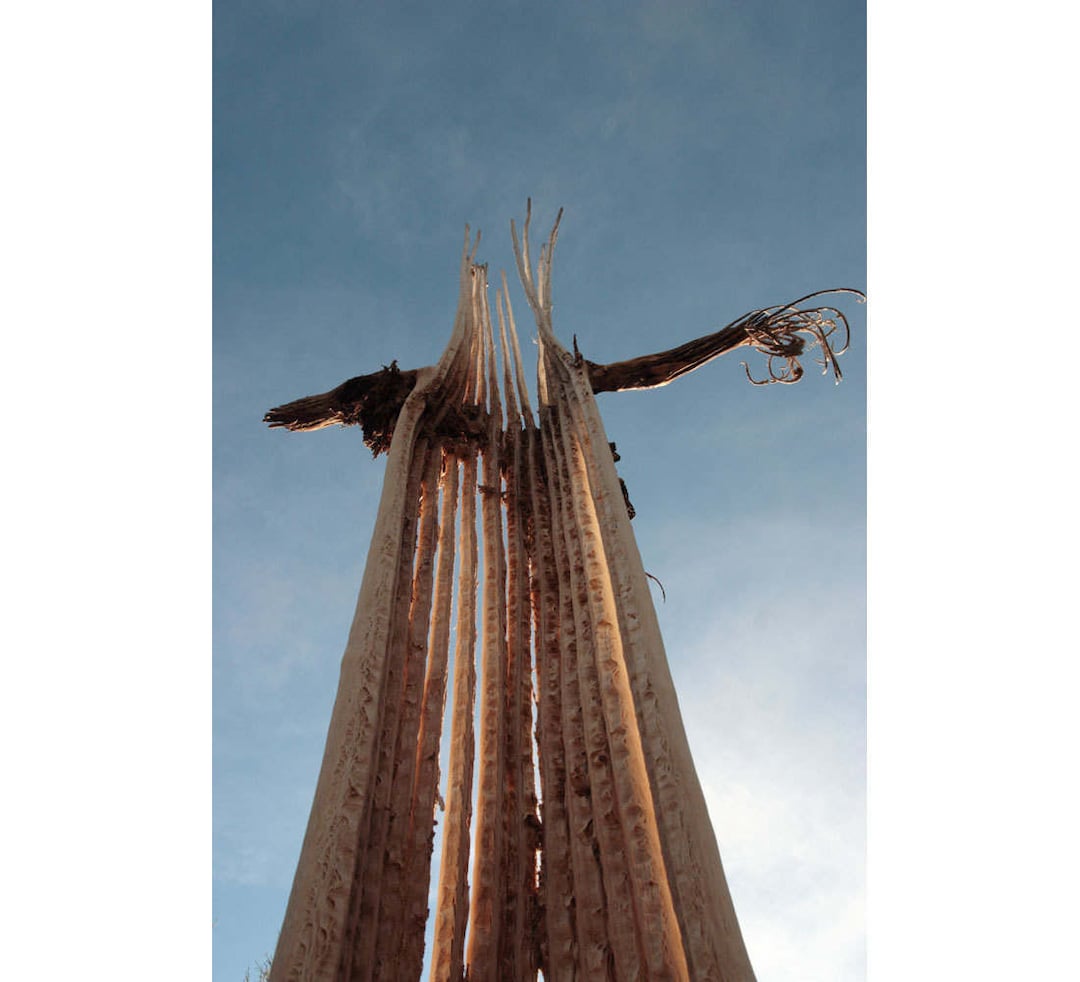Saguaro Cactus Skeleton - Sabino Canyon Near Tucson, Arizona (photo ...