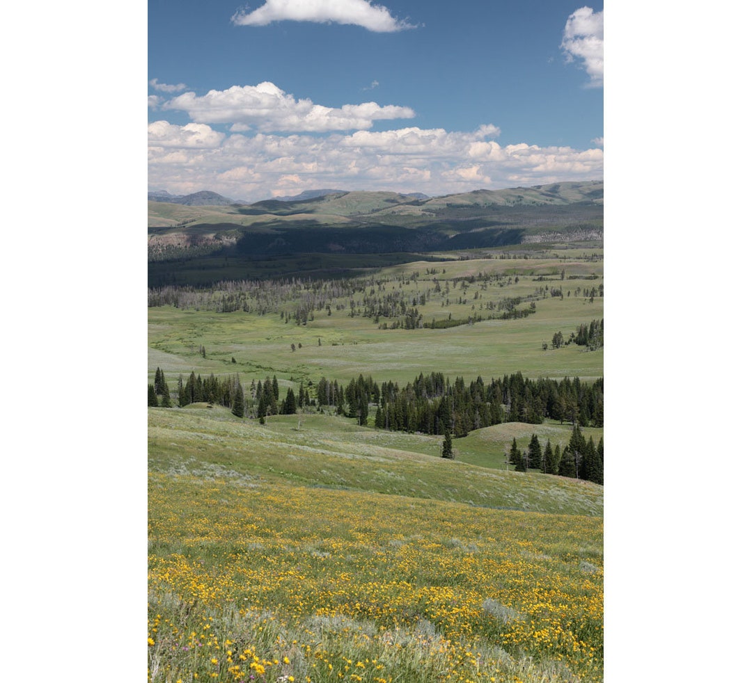 Field of Wildflowers - Yellowstone National Park, Wyoming (photo Print ...