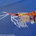 Antarctic Krill Cross Stitch Pattern PDF - Etsy