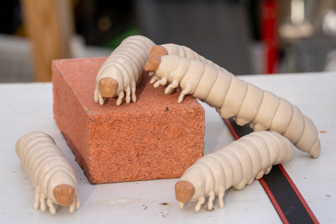 3D Printed Wax Moth Larva Model - Etsy