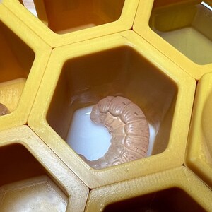 Life in the Hive: A Hands-on Honey Bee Learning Kit for Beekeepers - Etsy