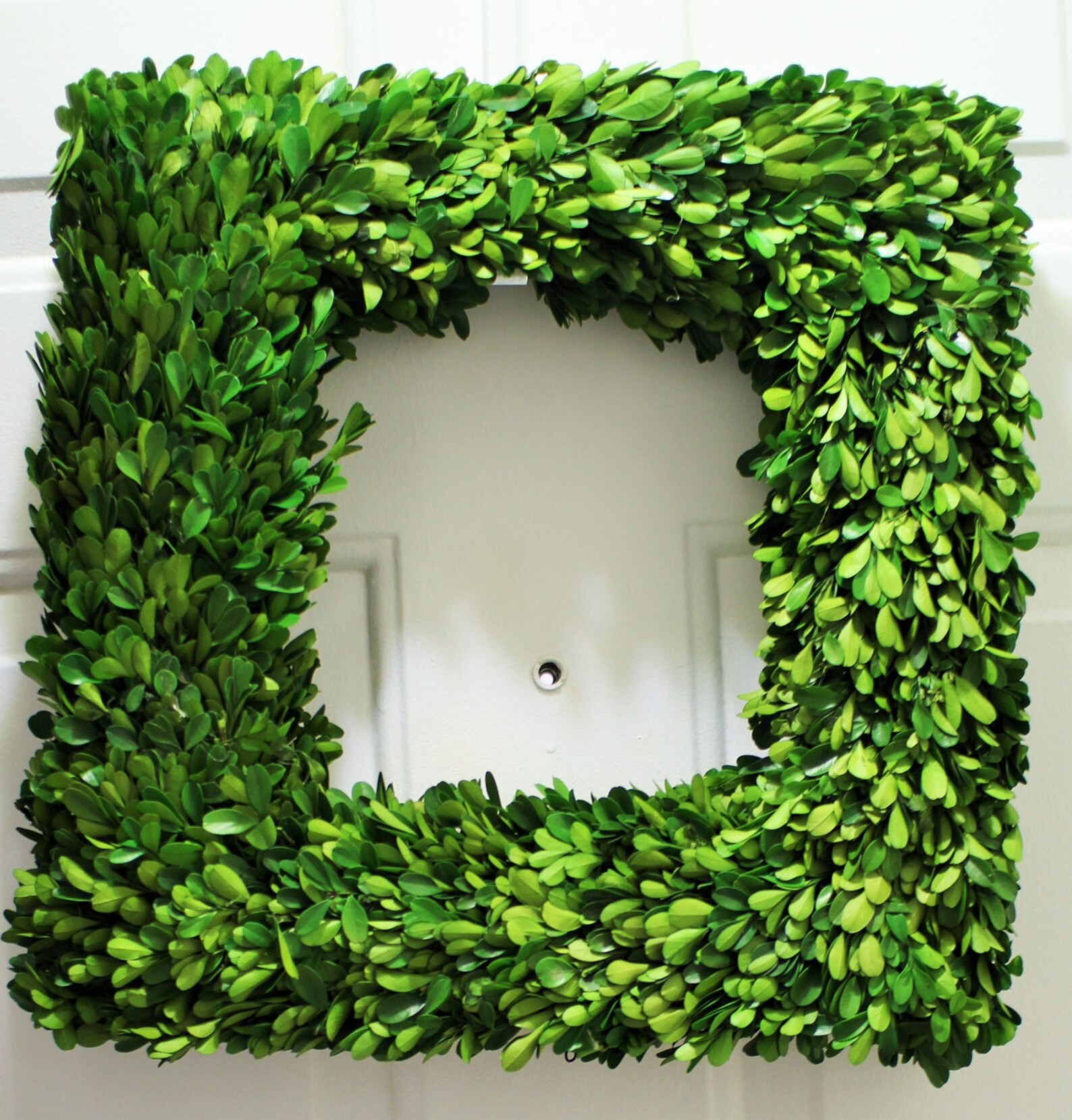 20 Inch Boxwood Wreath Preserved Boxwood Wreath square - Etsy