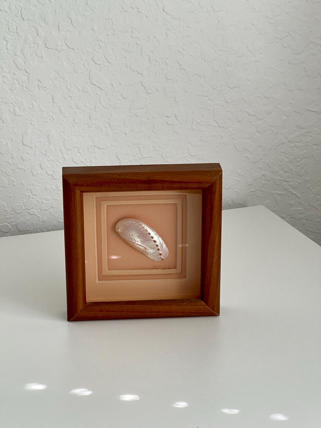 Vintage MCM Signed Abalone Shell Shadowbox Donkey Ear Abalone Seashell ...