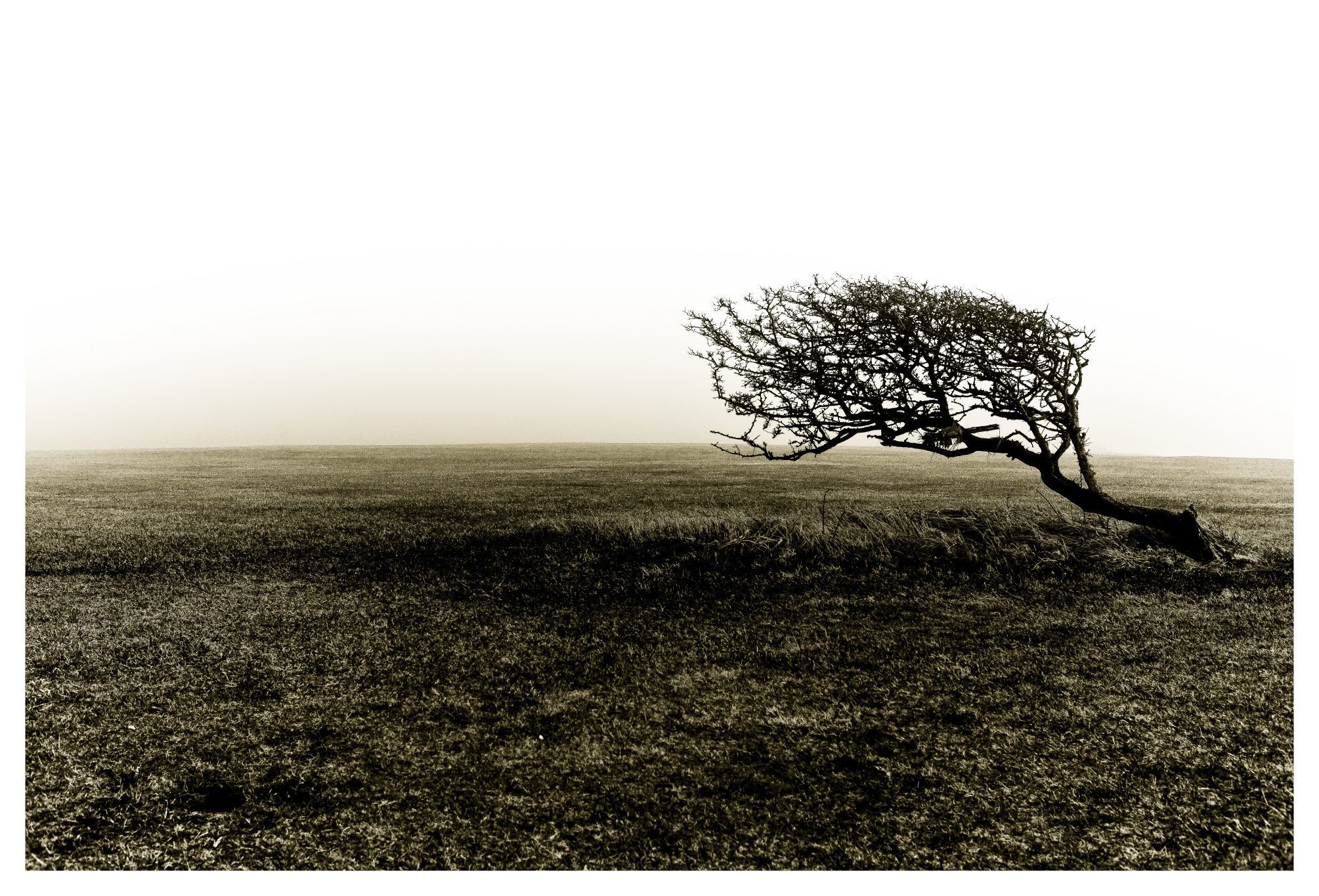 Windswept Tree / Beachy Head Tree / Lone Tree / Fine Art Photo Print ...