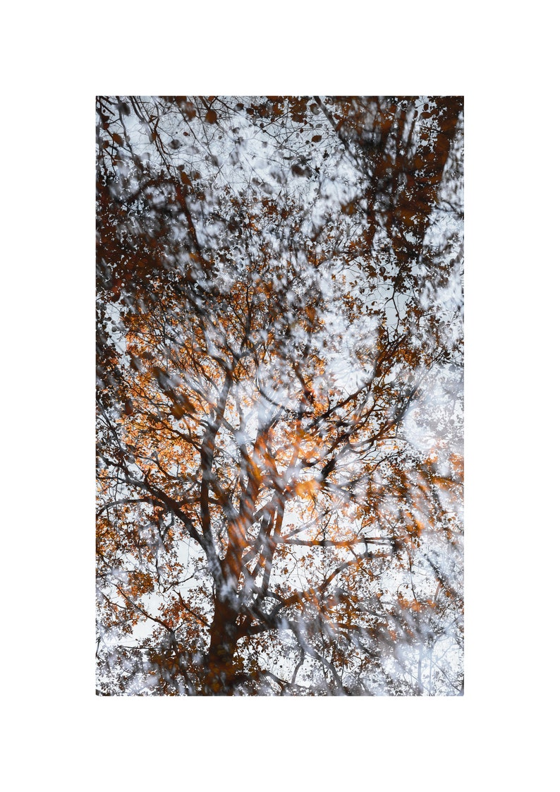 Copper Beech Reflected Fine Art Photo Landscape - Etsy
