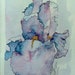 Original Iris Ink Pen and Watercolor Painting Blue Iris - Etsy
