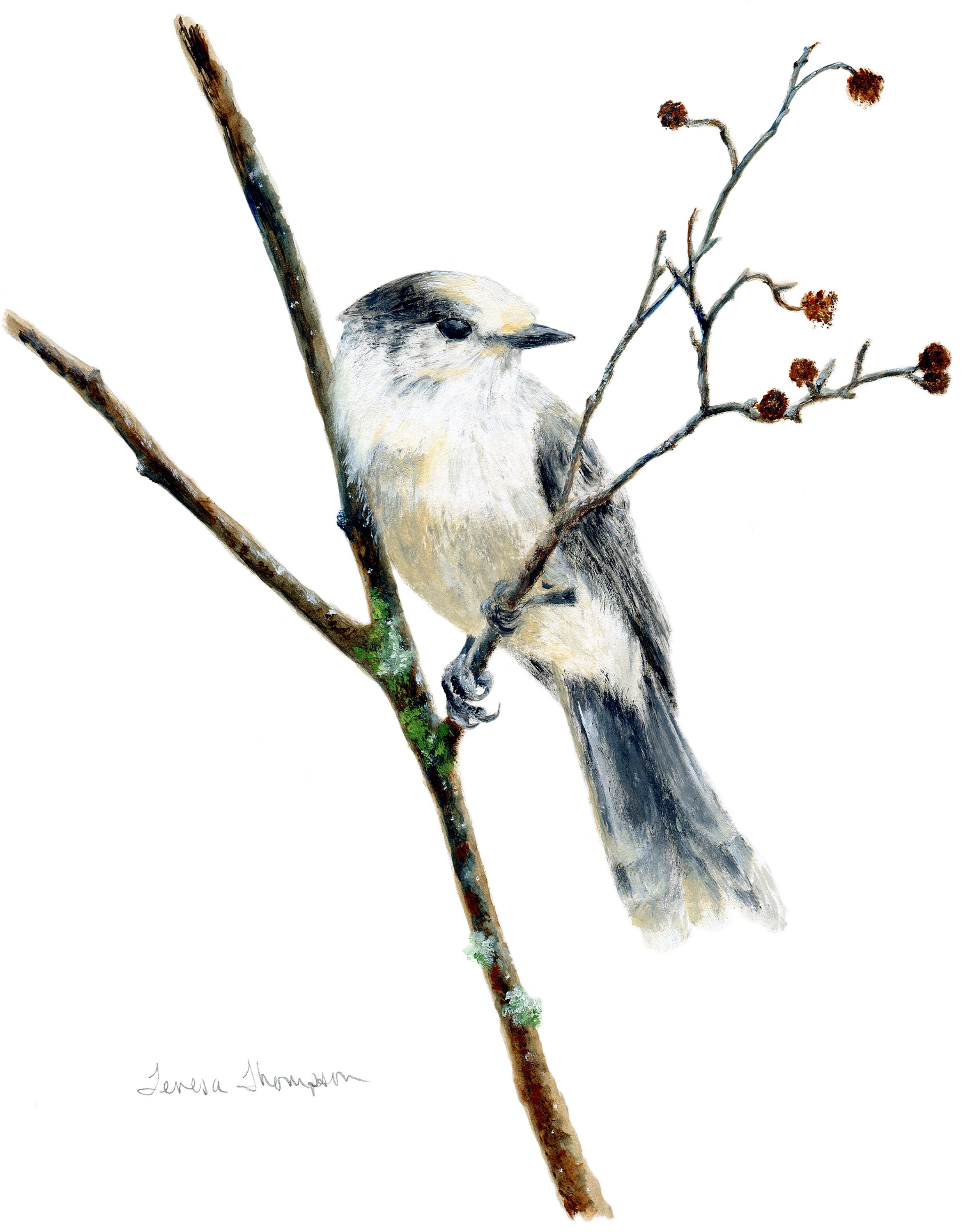 Canada Jay Print, Whisky Jack Art, Gray Jay Art, Song Bird Art, Grey ...