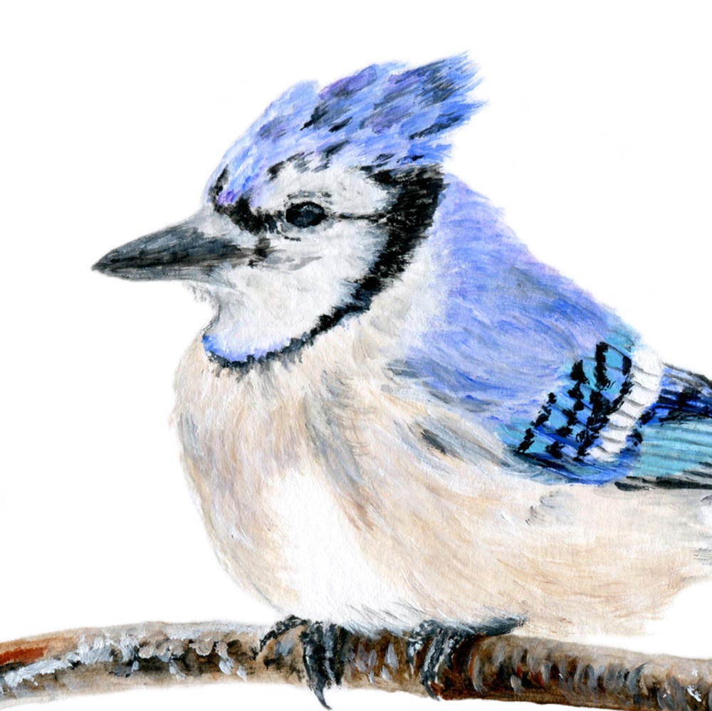 Blue Jay Original Painting Blue Jay Art Song Bird Art Home - Etsy